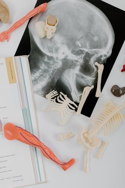 Master Anatomy & Physiology: Ultimate Study Guide with Tips & Tricks
